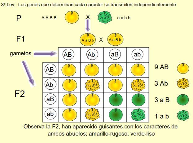 Las Aportaciones de Gregor Mendel a la Biología