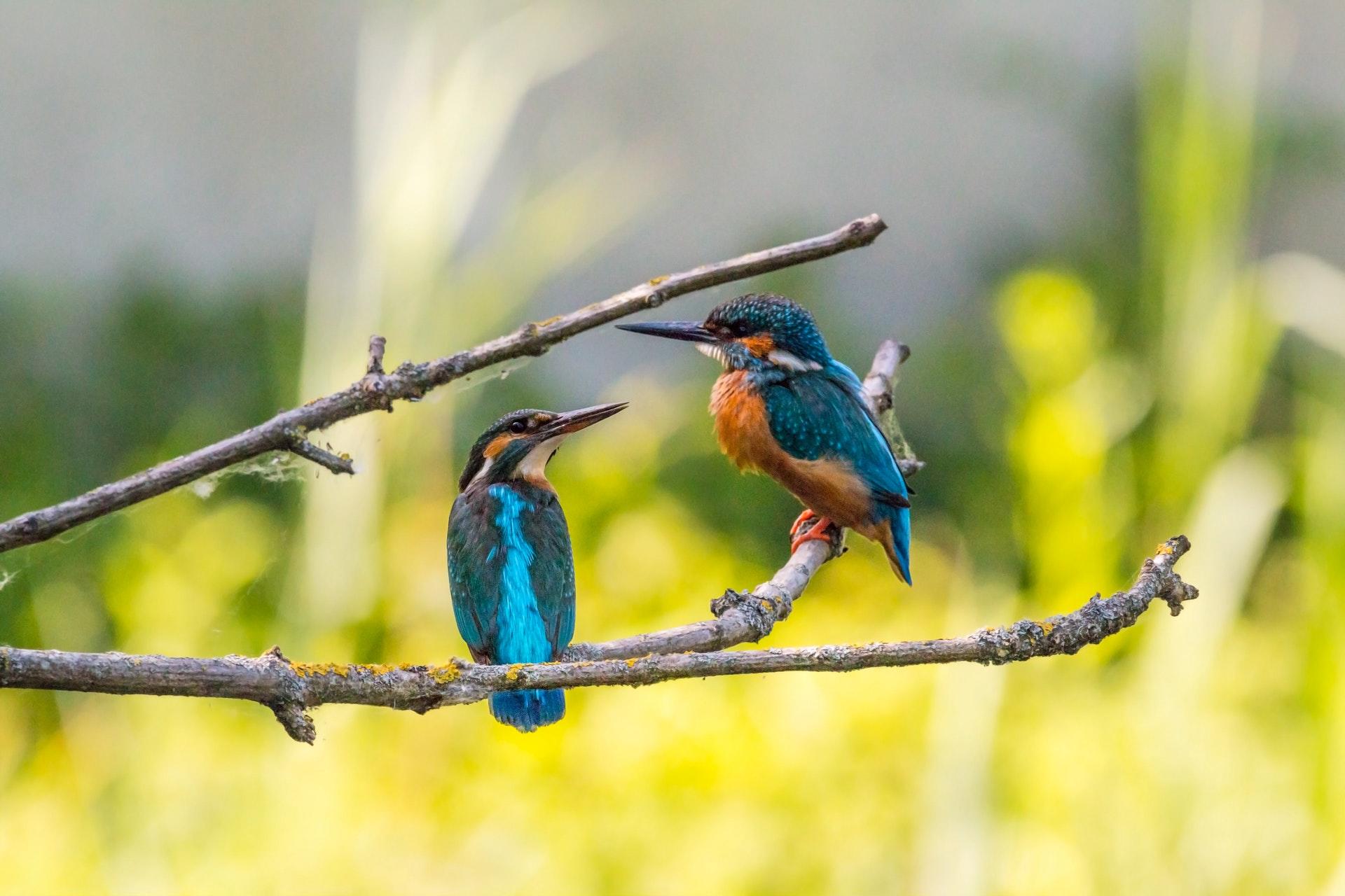 Por qué cantan los pájaros